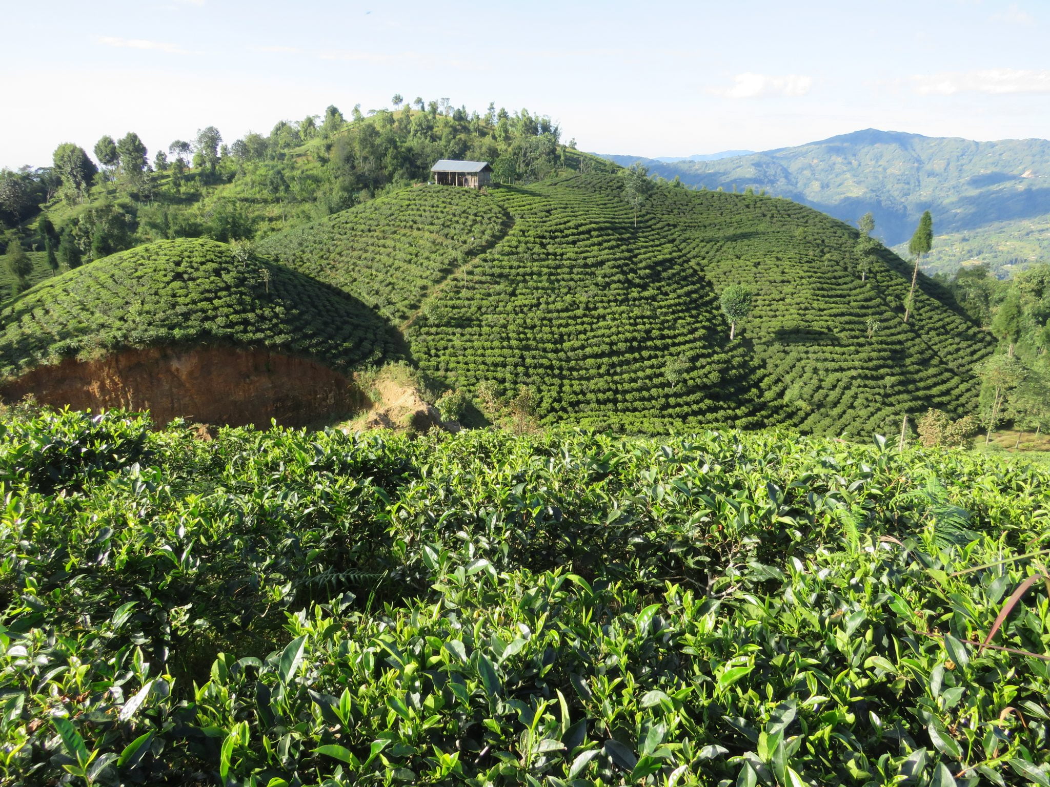 Panitar Tea State Ilam